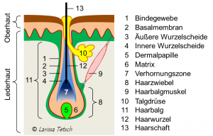 Gesundes Haar ist keine Selbstverständlichkeit | derma.plus