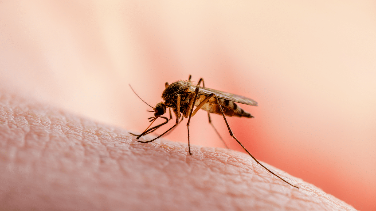 Biss oder Stich? Das hilft bei Insektenstichen!